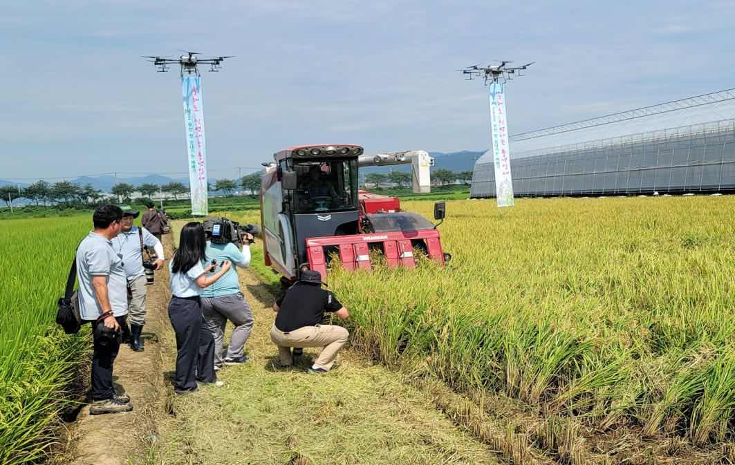 Busan’s First Rice Harvest Begins Ahead of Chuseok | Busan news ...